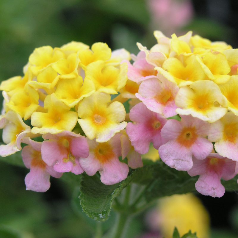 Vegetables, Herbs, Flowers, and Organic Plants at the Farm