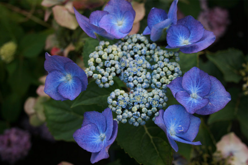 Hydrangeas Demystified - The Farm at Green Village