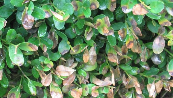 Boxwood Blight - Info on Management and Prevention - The Farm at Green ...