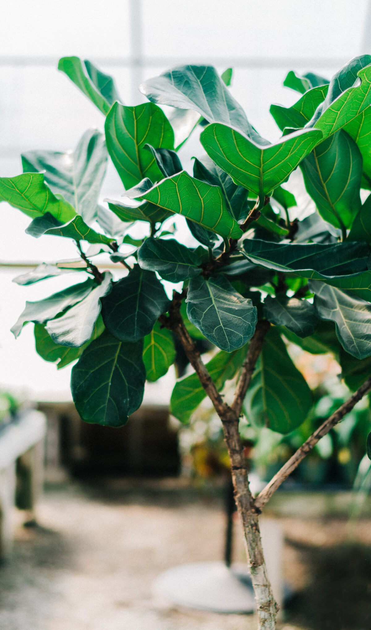 Fiddle-Leaf Fig Care Guide - The Farm at Green Village