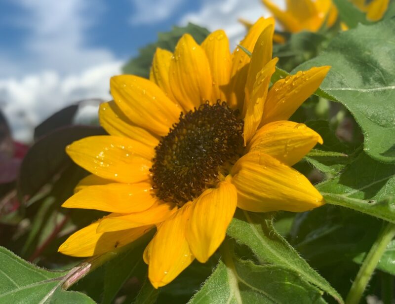 How to Plant A Garden - The Farm at Green Village