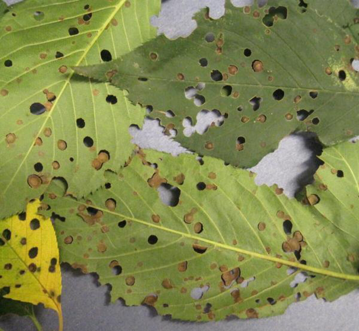 Shot Hole Disease: Treatment and Prevention - The Farm at Green Village