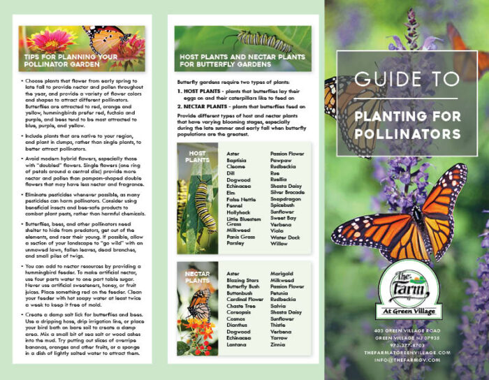 Guide to Planting for Pollinators - The Farm at Green Village