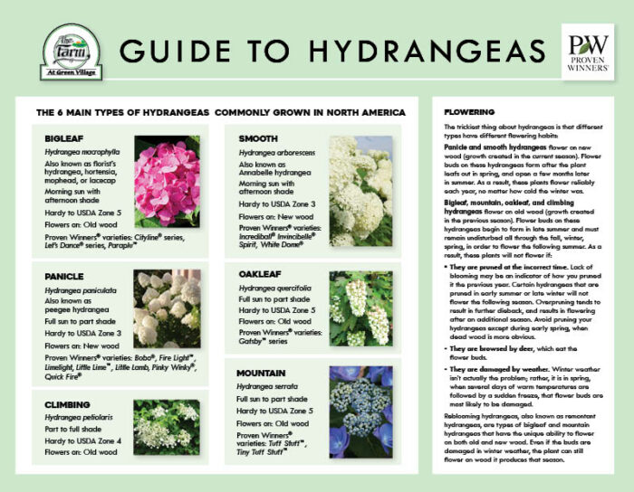 Guide to Hydrangeas - Types & Care Info - The Farm at Green Village
