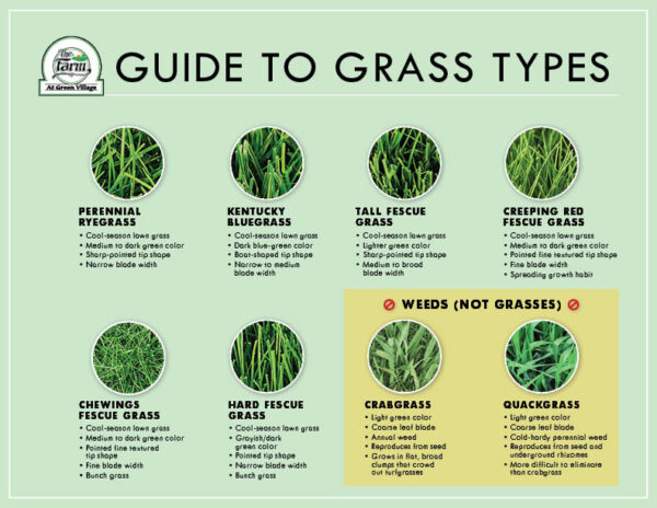 Guide to Identification of Grass Types - The Farm at Green Village
