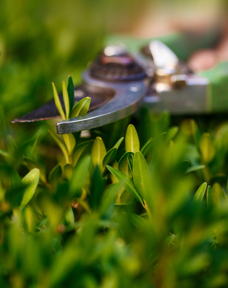 Perennial Bloom Calendar - The Farm at Green Village